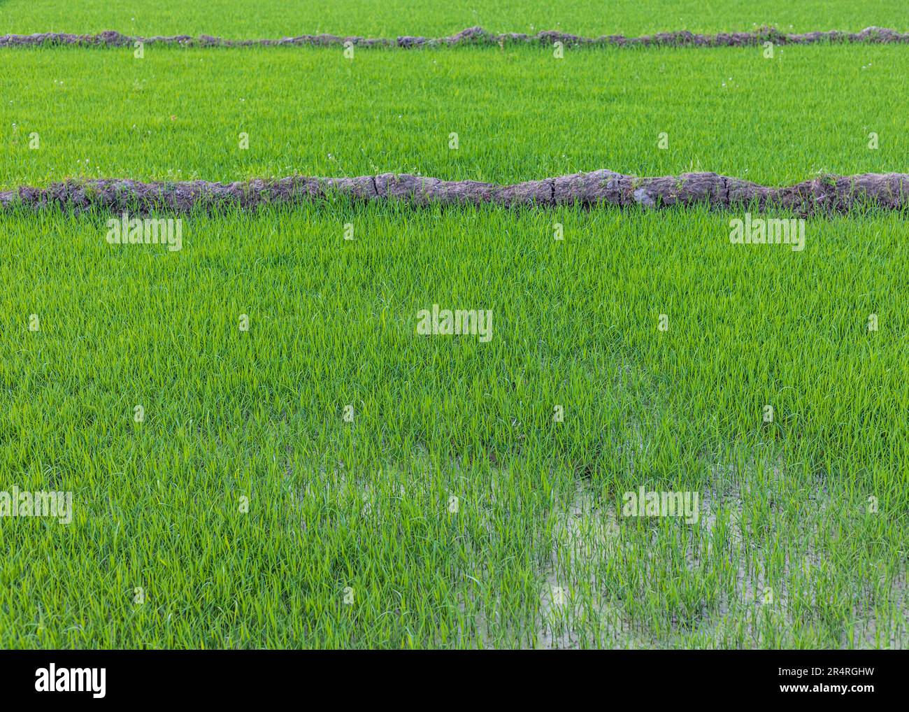 Beautiful rice green fields in the countryside Stock Photo - Alamy
