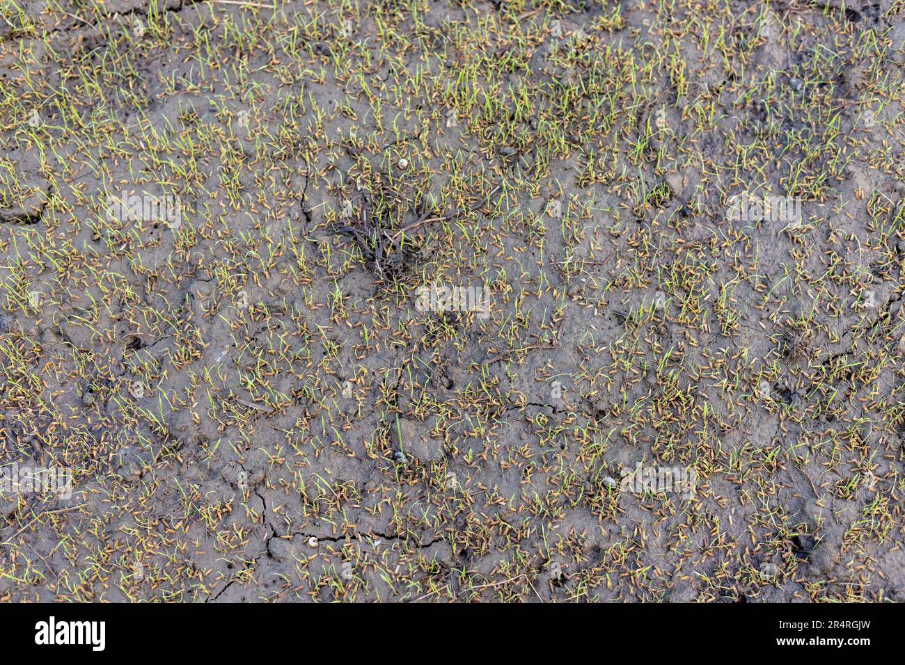 The first stage of rice germination in the agriculture field Stock ...