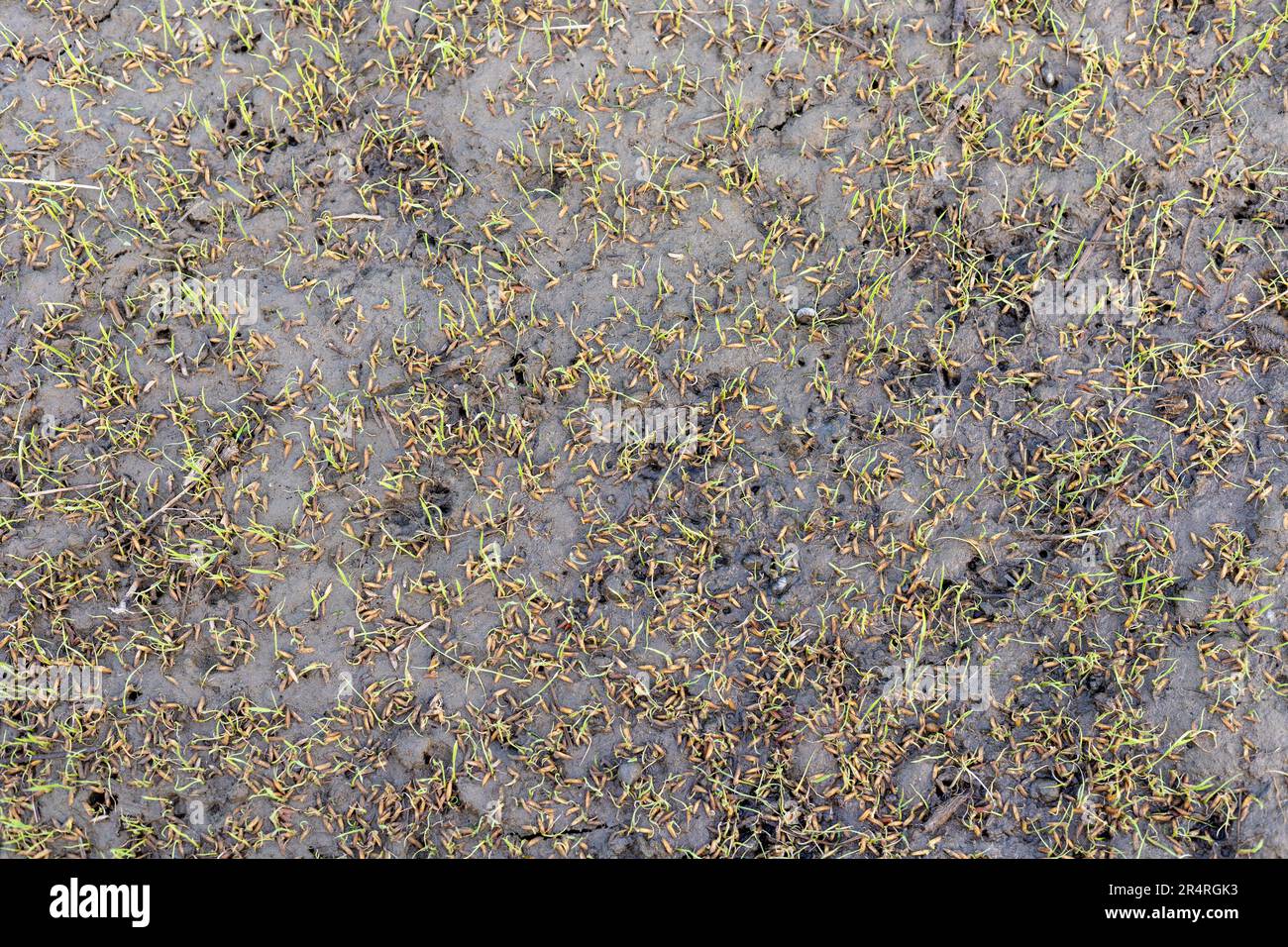 Early stage of rice germination in the field closeup Stock Photo - Alamy