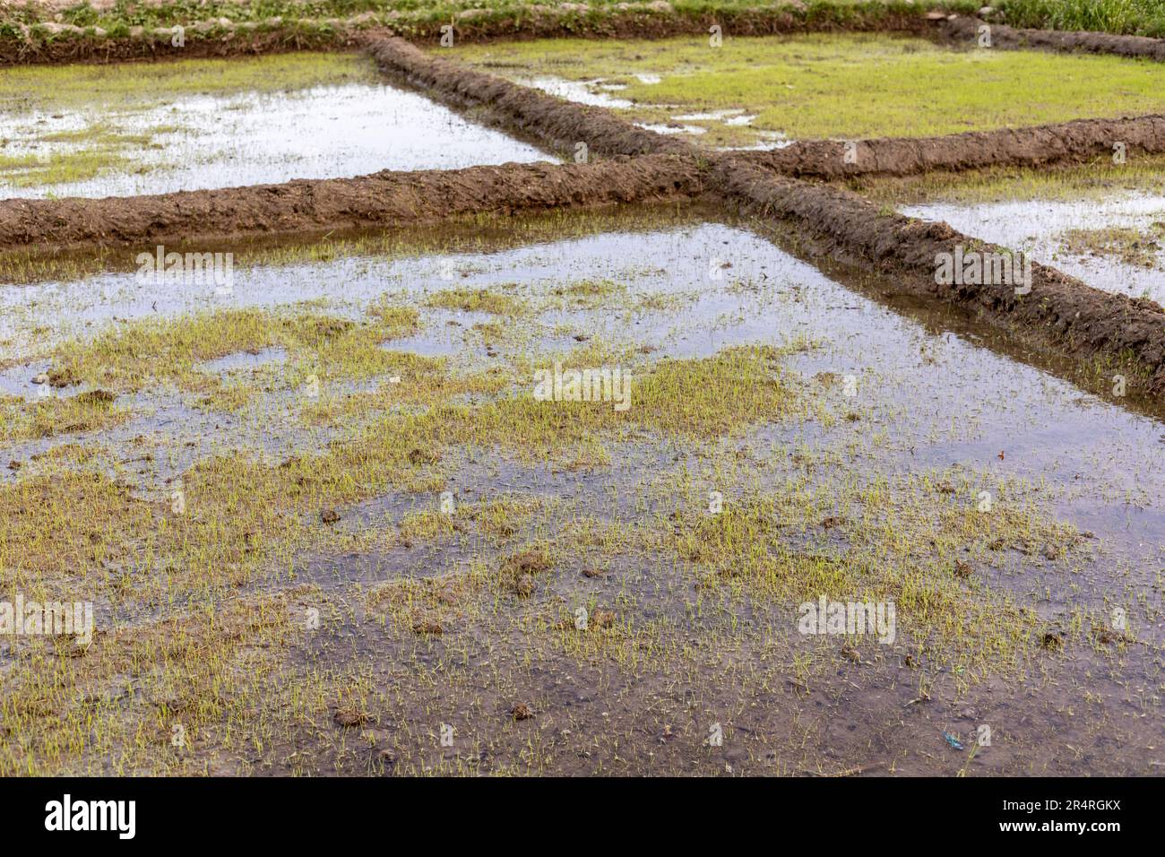 The first stage of rice crop of it cultivation Stock Photo - Alamy