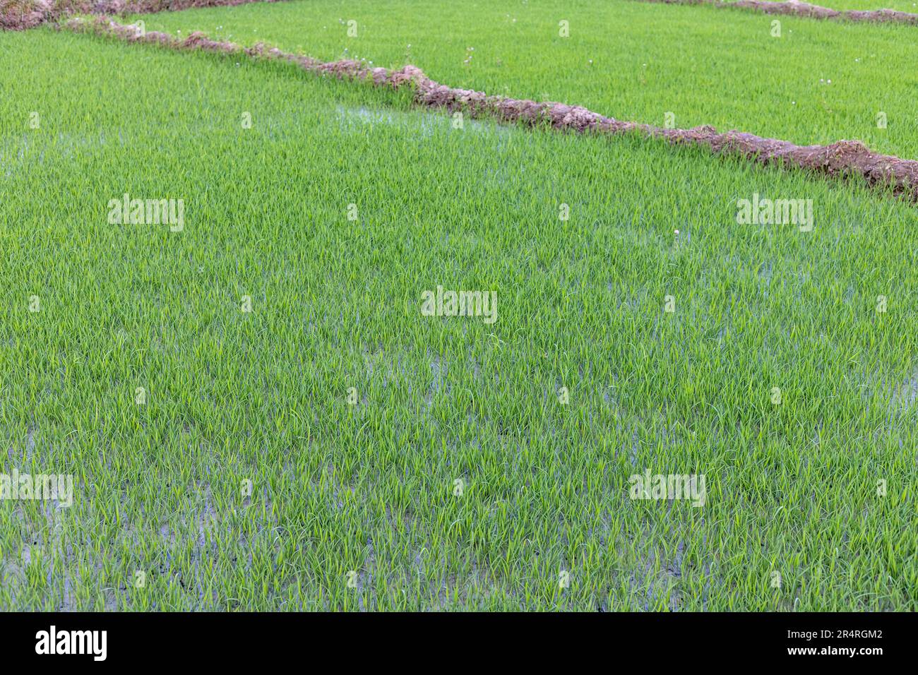 Transplanting rice seedlings hi-res stock photography and images - Alamy