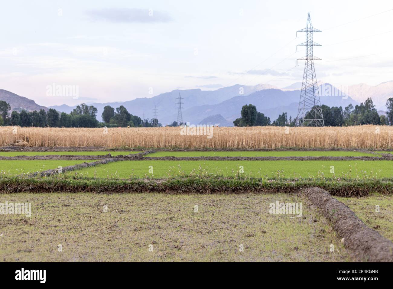 Green rice seedling fields in the countryside Swat valley of Pakistan ...