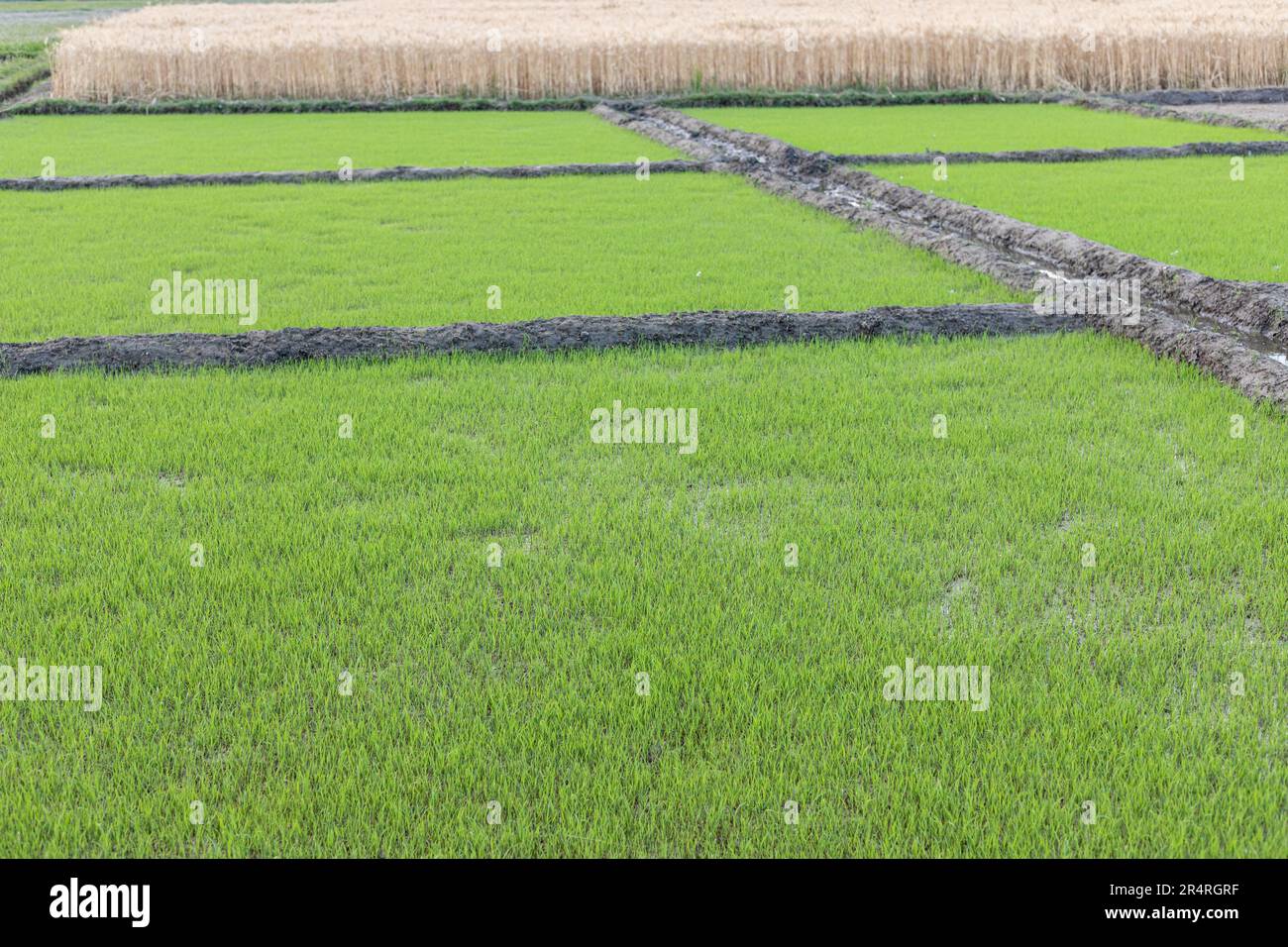 Rice seedling growing in the rice paddy Stock Photo - Alamy