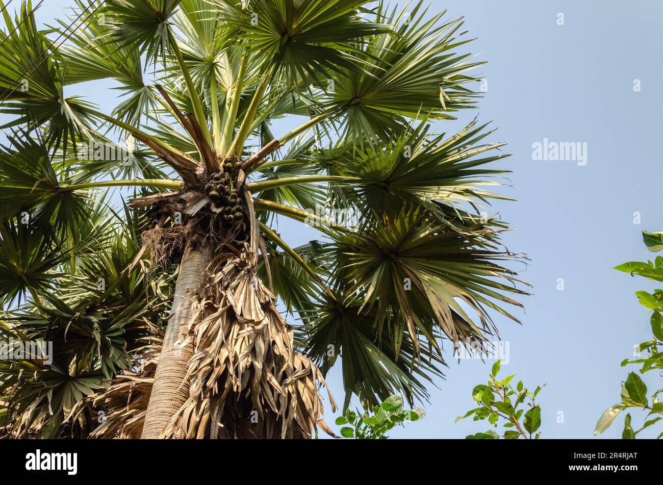 Beauty of palmyra hi-res stock photography and images - Alamy