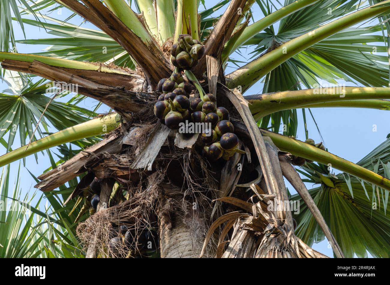 Palmyra fruit palms also known as sugar palm Stock Photo - Alamy