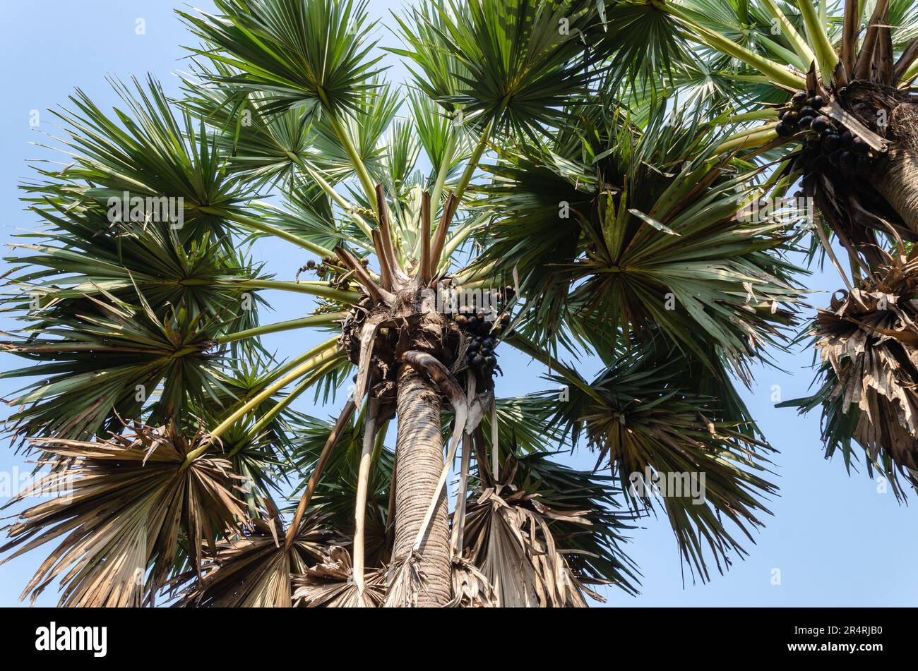 Palmyra palm tree india hi-res stock photography and images - Alamy