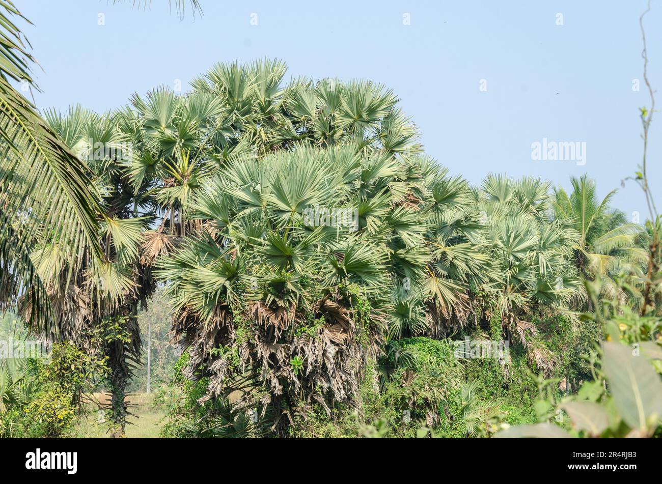 Palmyra palm tree india hi-res stock photography and images - Alamy