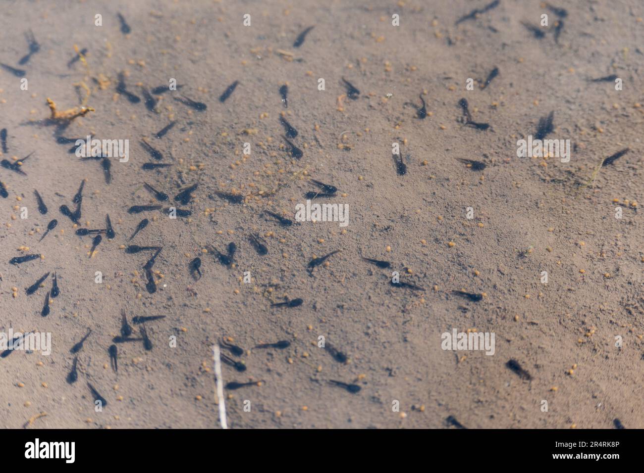 Tadpoles lake hi-res stock photography and images - Alamy