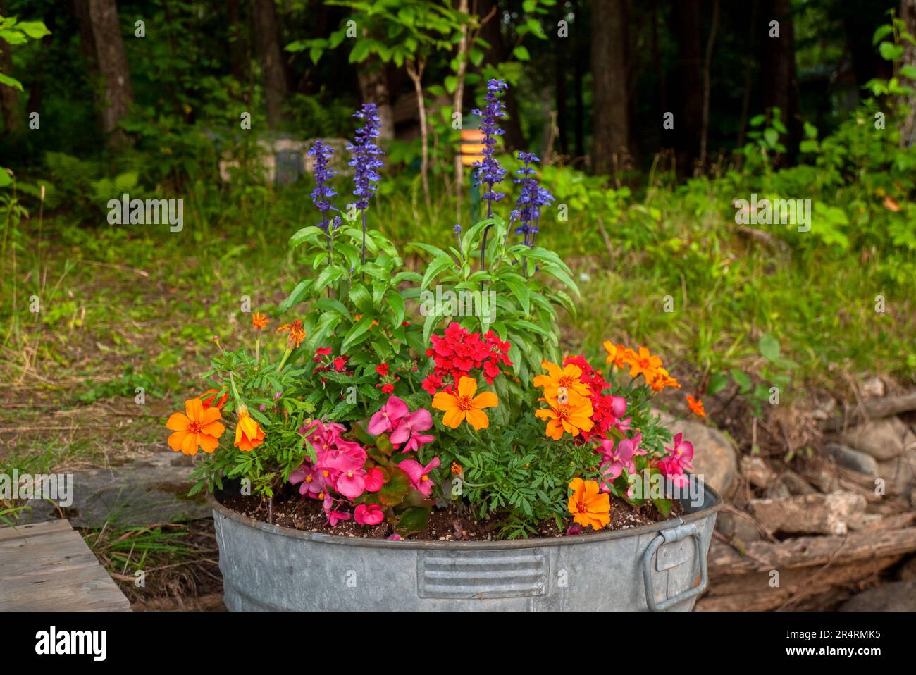 Pretty annual flowers growing in a rustic galvanized water trough ...