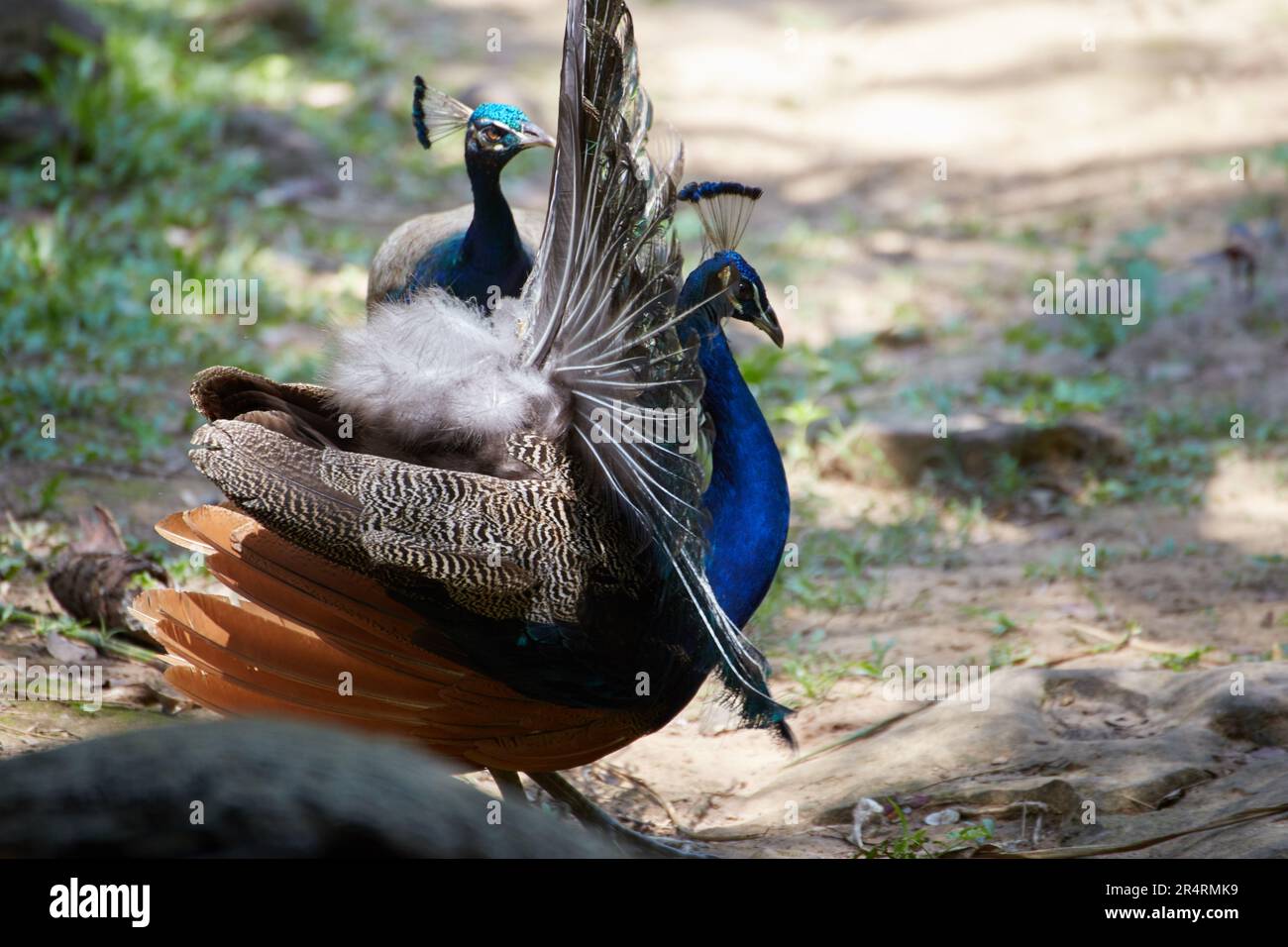 Phra That Phu Pek, an ancient Khmer temple atop a hill in Thailand's ...