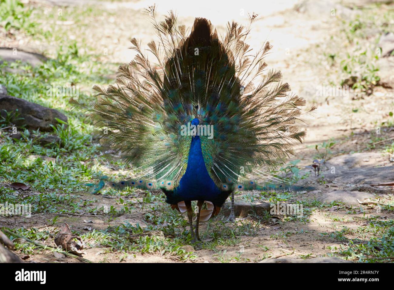 Phra That Phu Pek, an ancient Khmer temple atop a hill in Thailand's ...