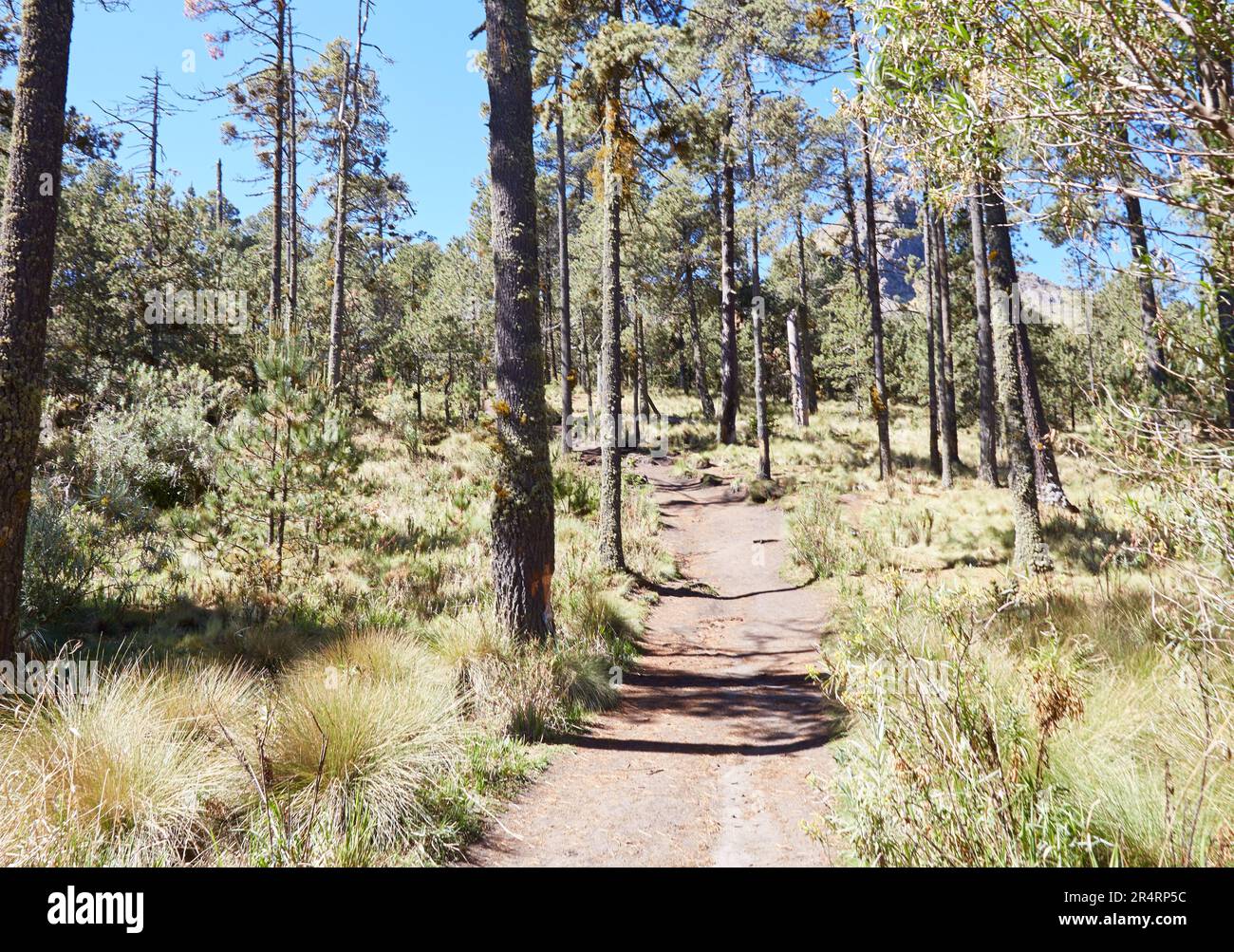 Hiking La Malinche Volcano in Tlaxcala, Mexico, the country's sixth ...