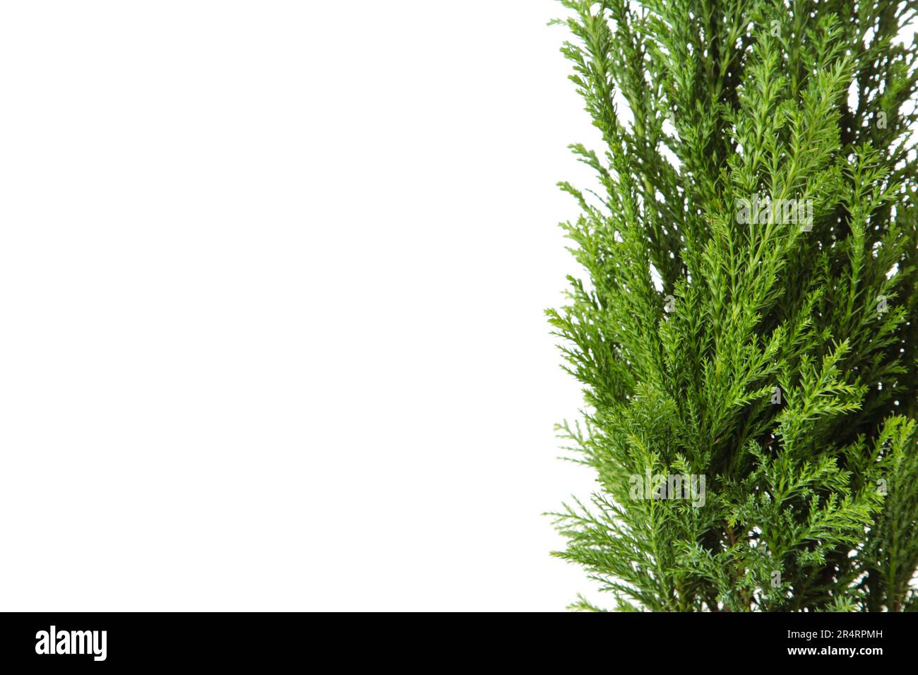 Cypress in pot isolated on white background. Coniferous trees Stock ...