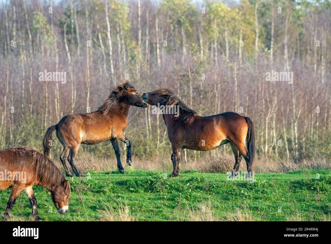 Two fighting wild brown Exmoor ponies, against a forest and reed ...