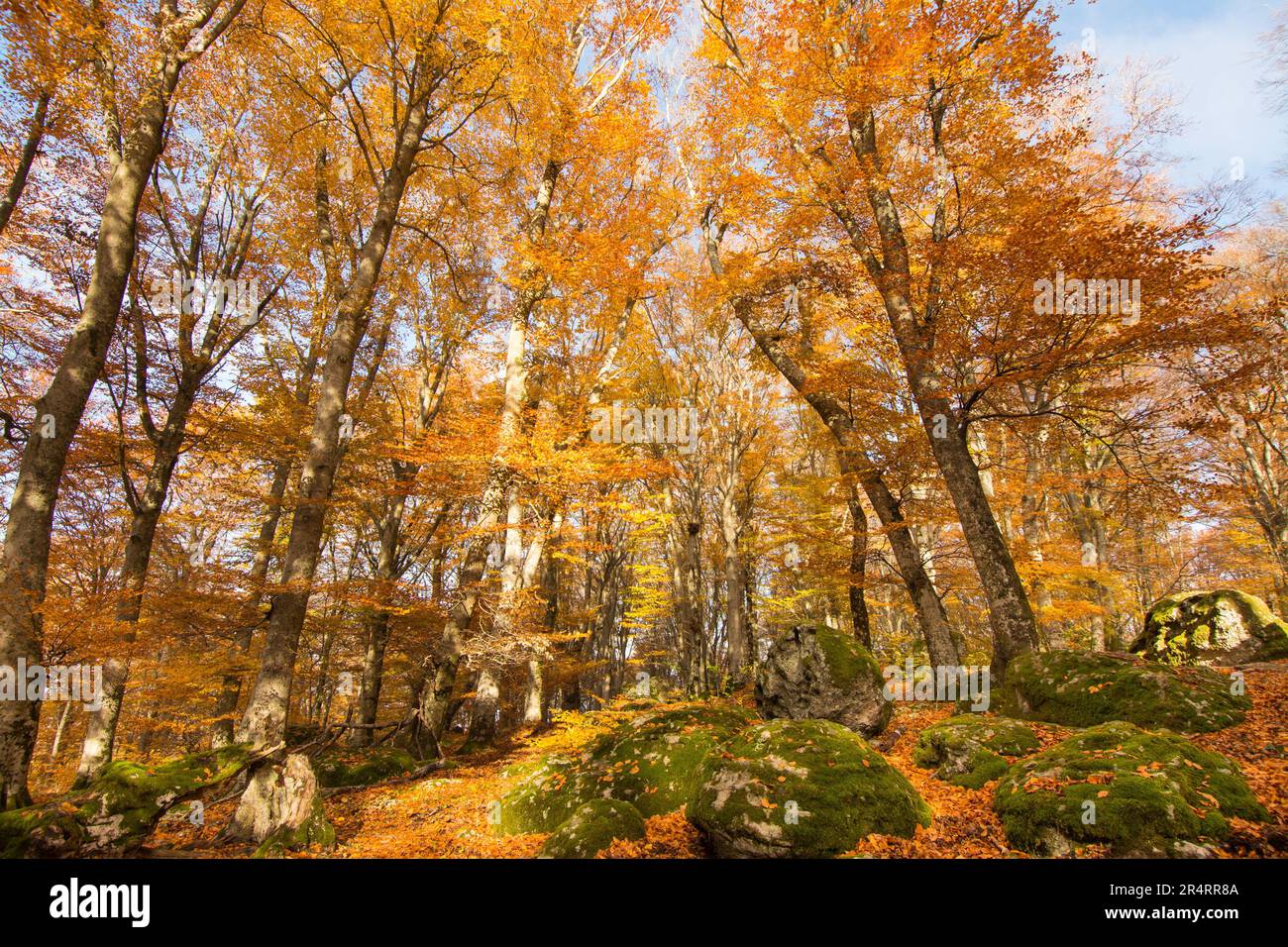 Vetusta beech forest cimino mount hi-res stock photography and images ...