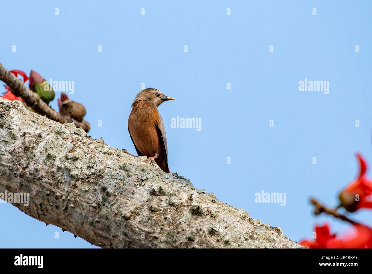 Chestnut-tailed starling (Sturnia malabarica), also called grey-headed ...