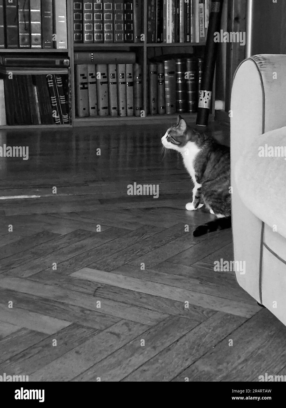 Female european cat Black and White Stock Photos & Images - Alamy