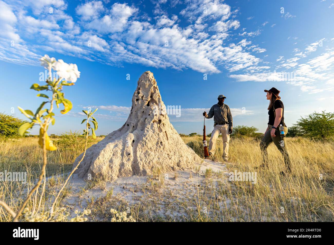Interpretive Bush Walk at Onguma Game Reserve, Namibia, Africa Stock ...