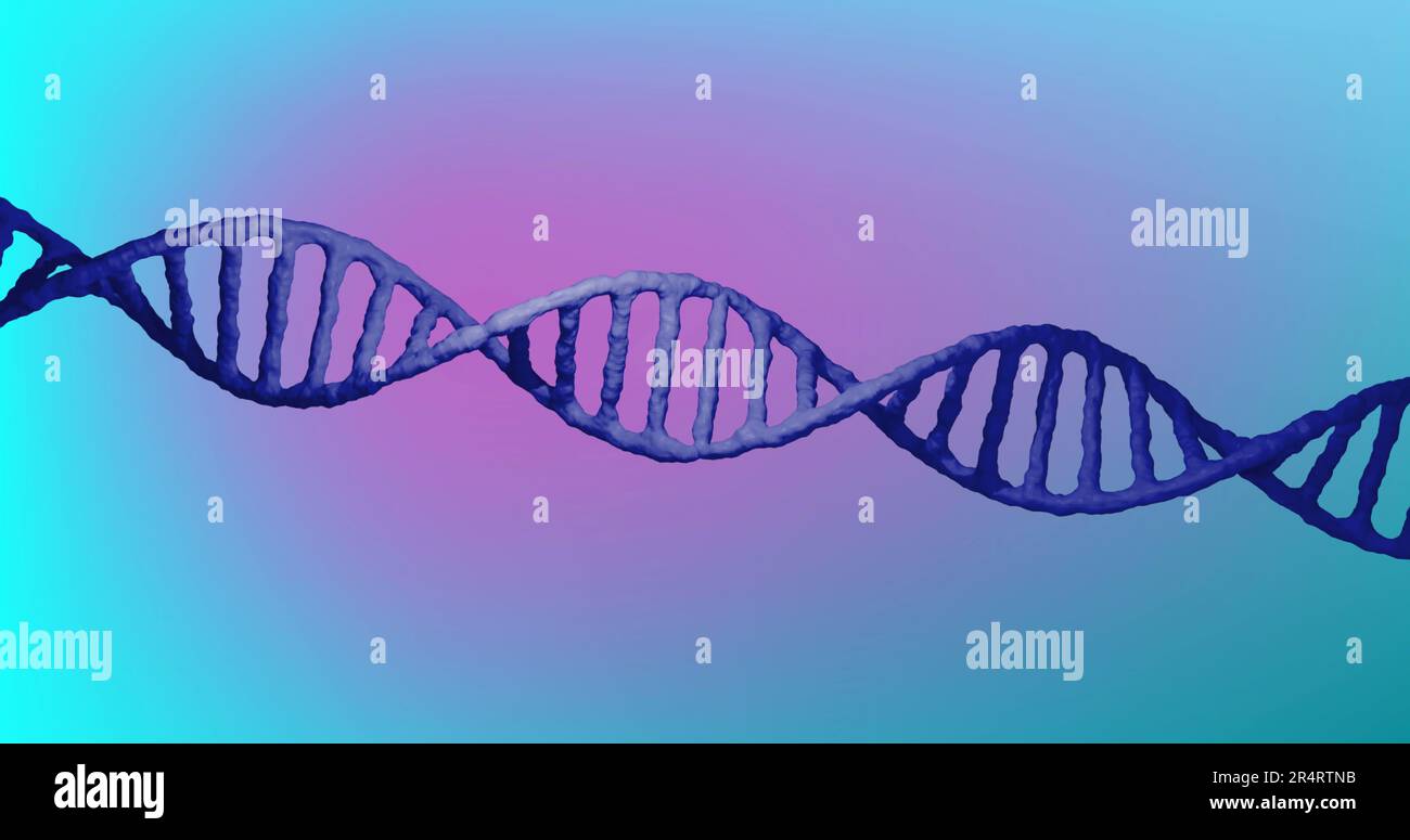 Image of dna strand spinning on blue to pink background Stock Photo - Alamy