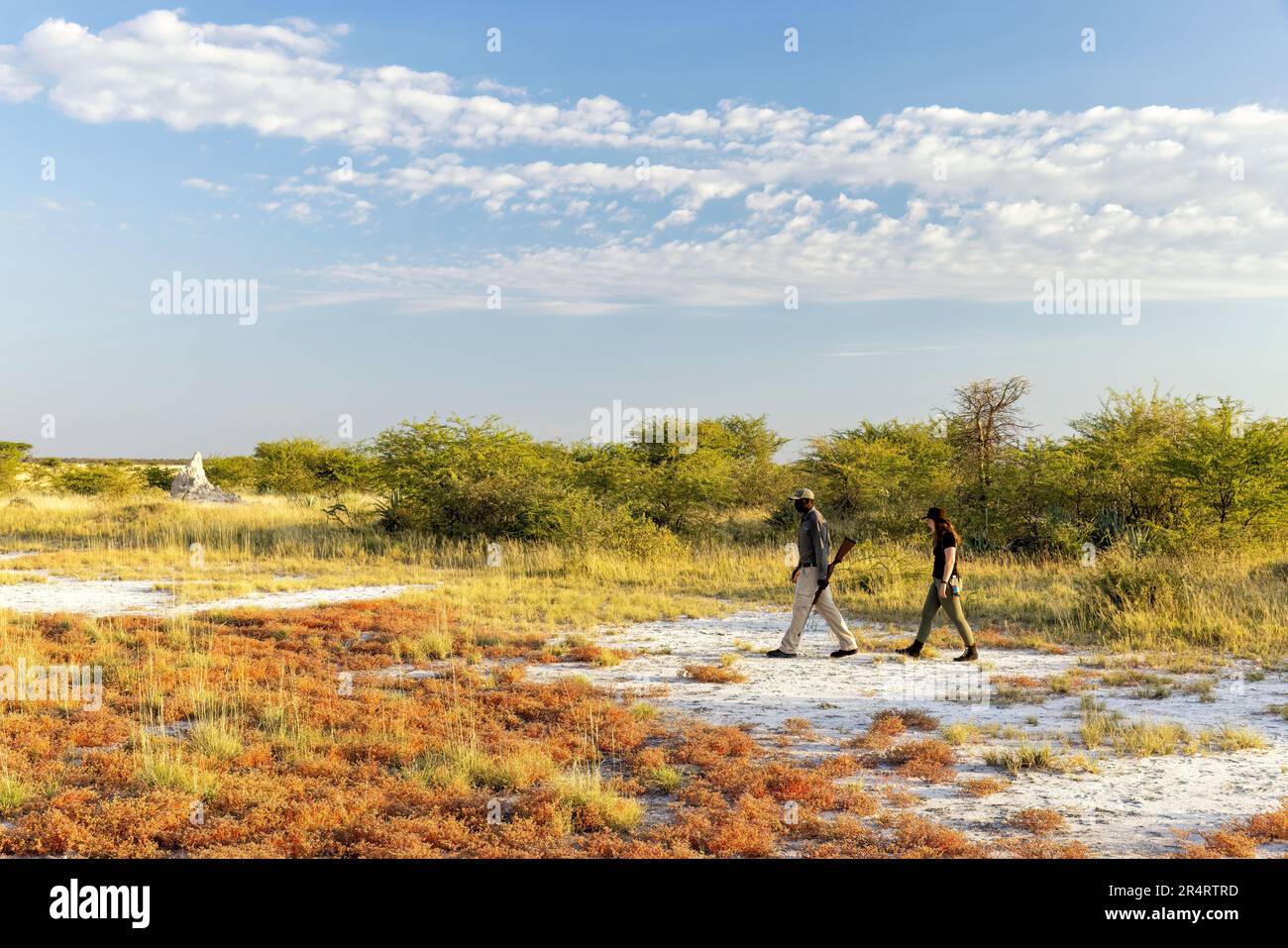 Interpretive Bush Walk at Onguma Game Reserve, Namibia, Africa Stock ...