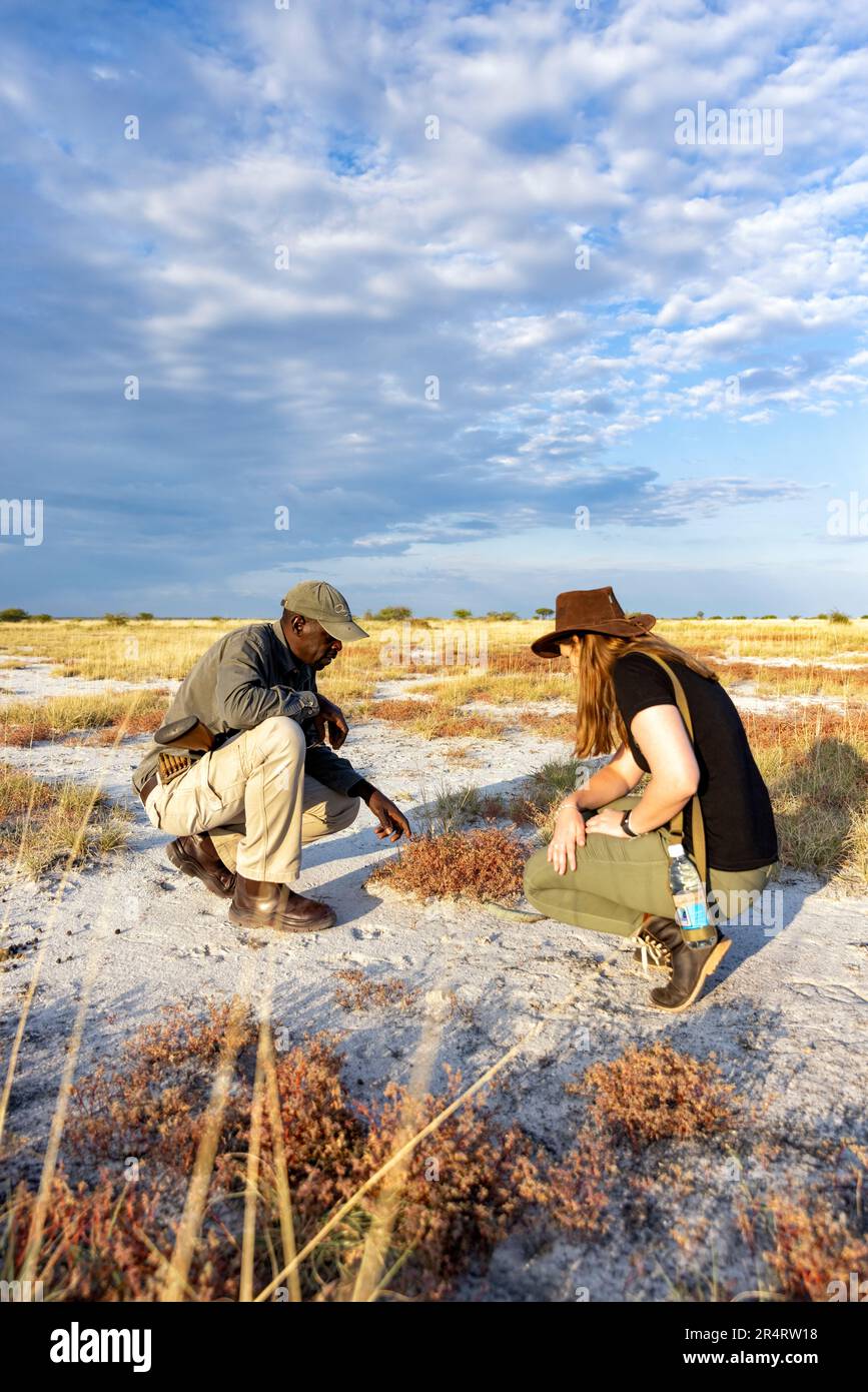 Interpretive Bush Walk at Onguma Game Reserve, Namibia, Africa Stock ...