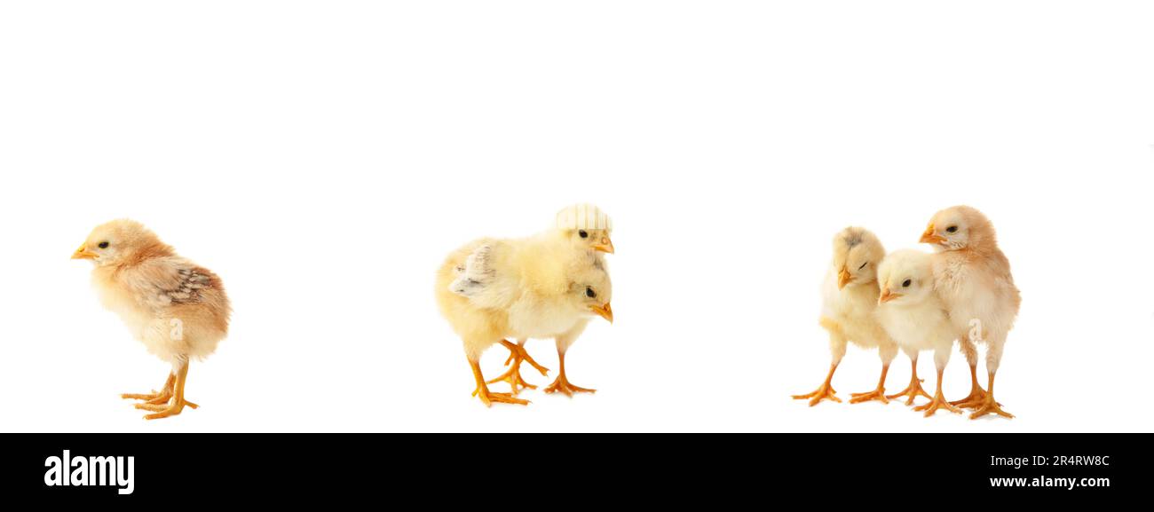Collage with cute fluffy chickens on white background. Farm animals Stock Photo - Alamy