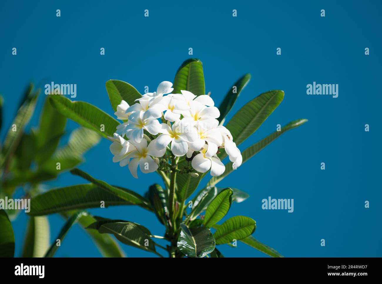 Blue And Green Plumeria