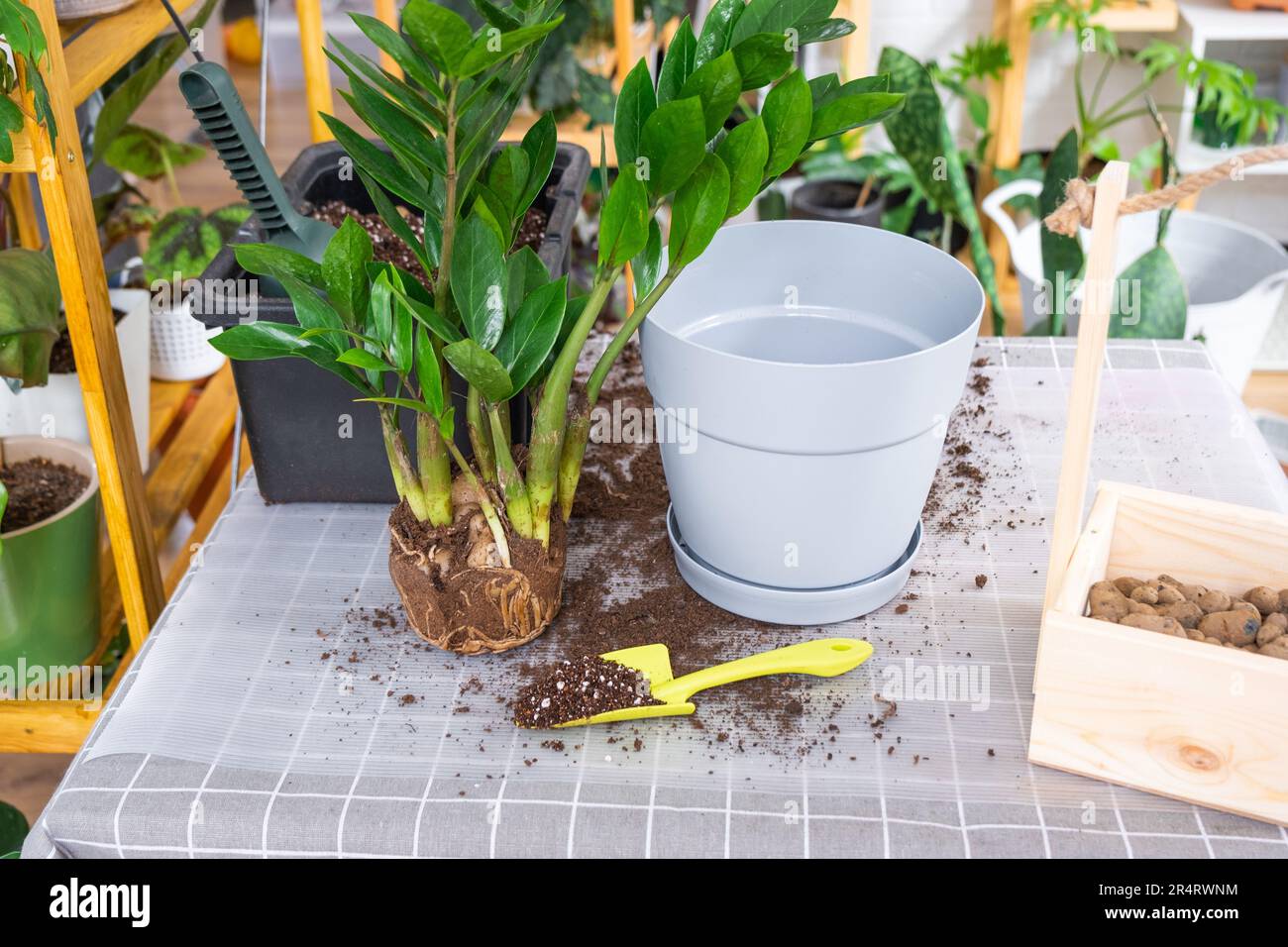 Hands repotting zamioculcas flower hi-res stock photography and images ...