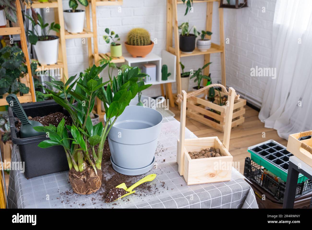 Hands repotting zamioculcas flower hi-res stock photography and images ...