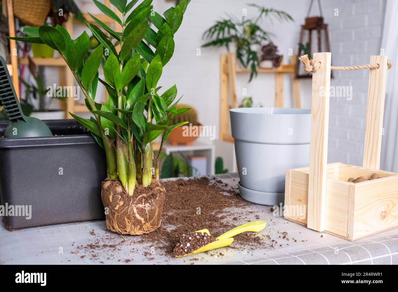 Hands repotting zamioculcas flower hi-res stock photography and images ...
