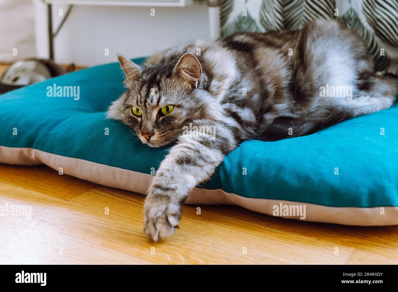 Real life pets. Portrait domestic sleeping cat Stock Photo - Alamy