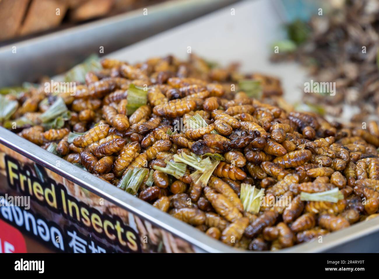 Fried insects is one of the famous snack in Thailand Stock Photo - Alamy
