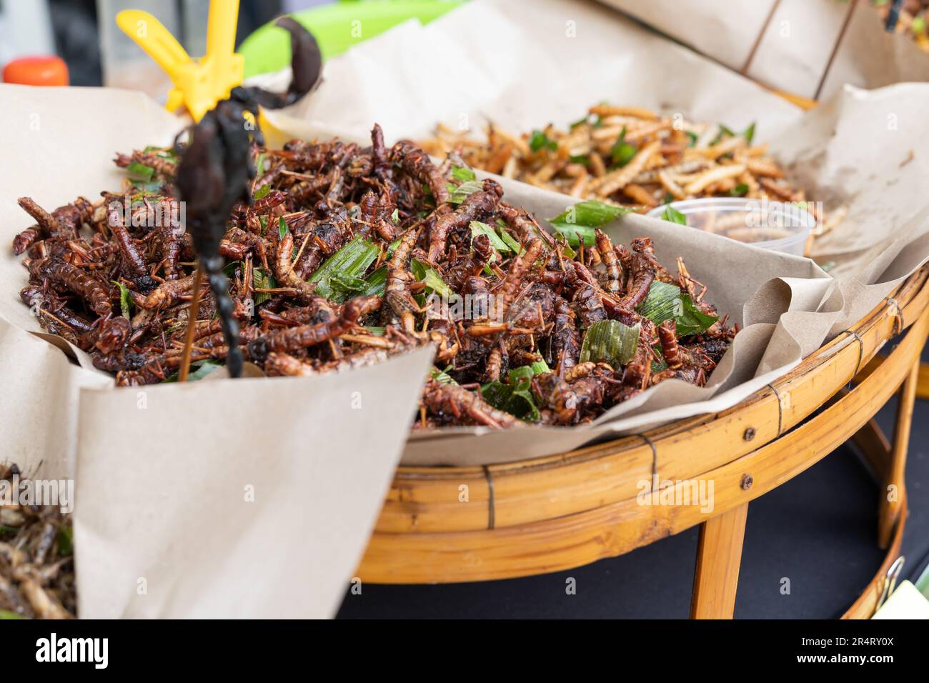 Fried crickets dish hi-res stock photography and images - Alamy