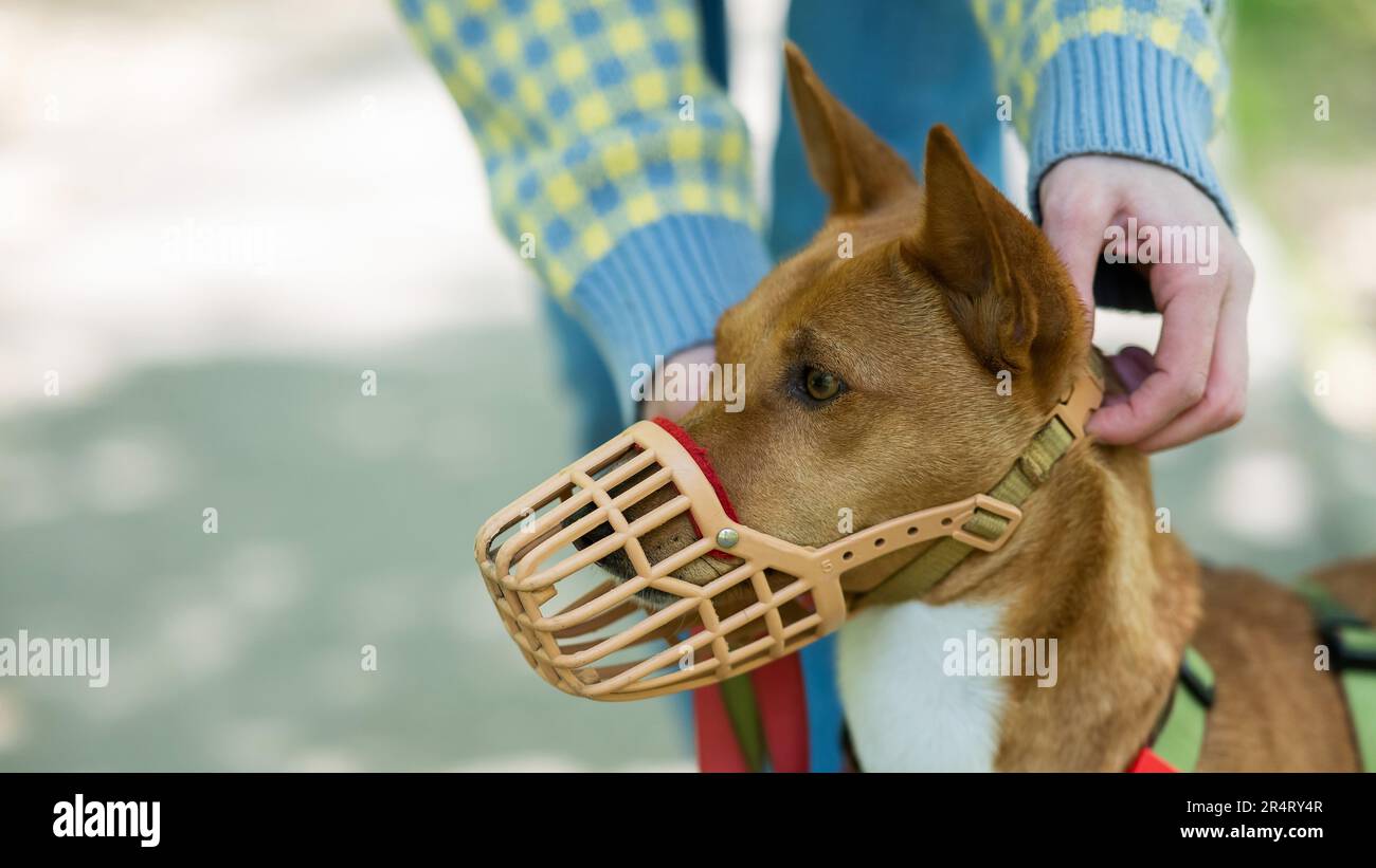 The owner puts a muzzle on the African dog breed Basenji for a walk ...