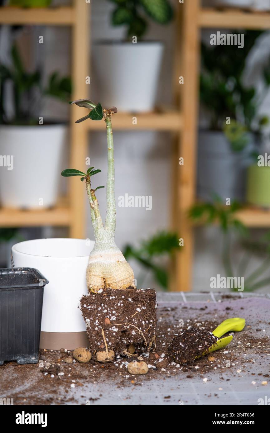 Repotting a home plant succulent adenium into new pot. Caring for a ...