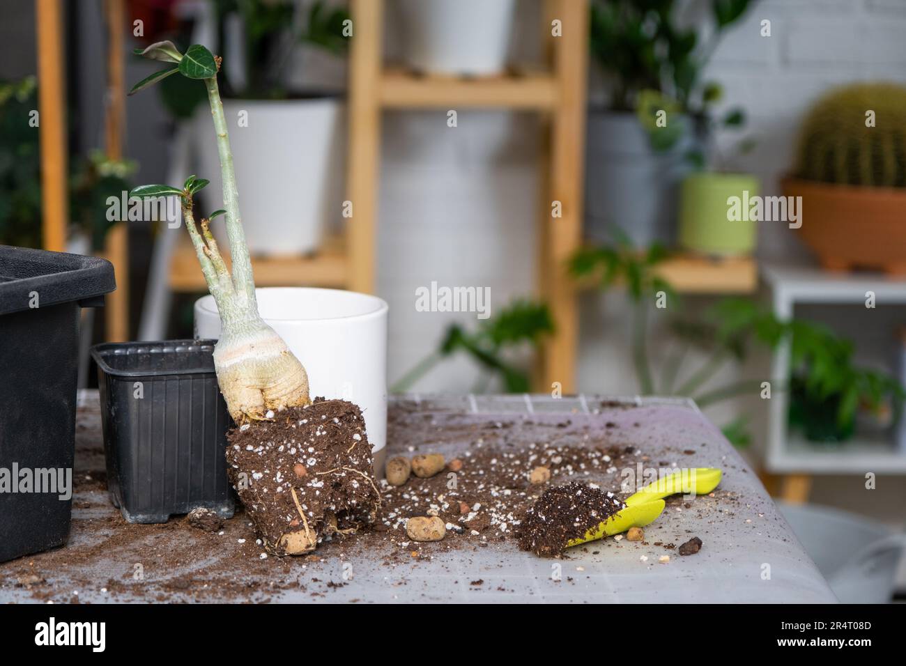 Repotting a home plant succulent adenium into new pot. Caring for a ...