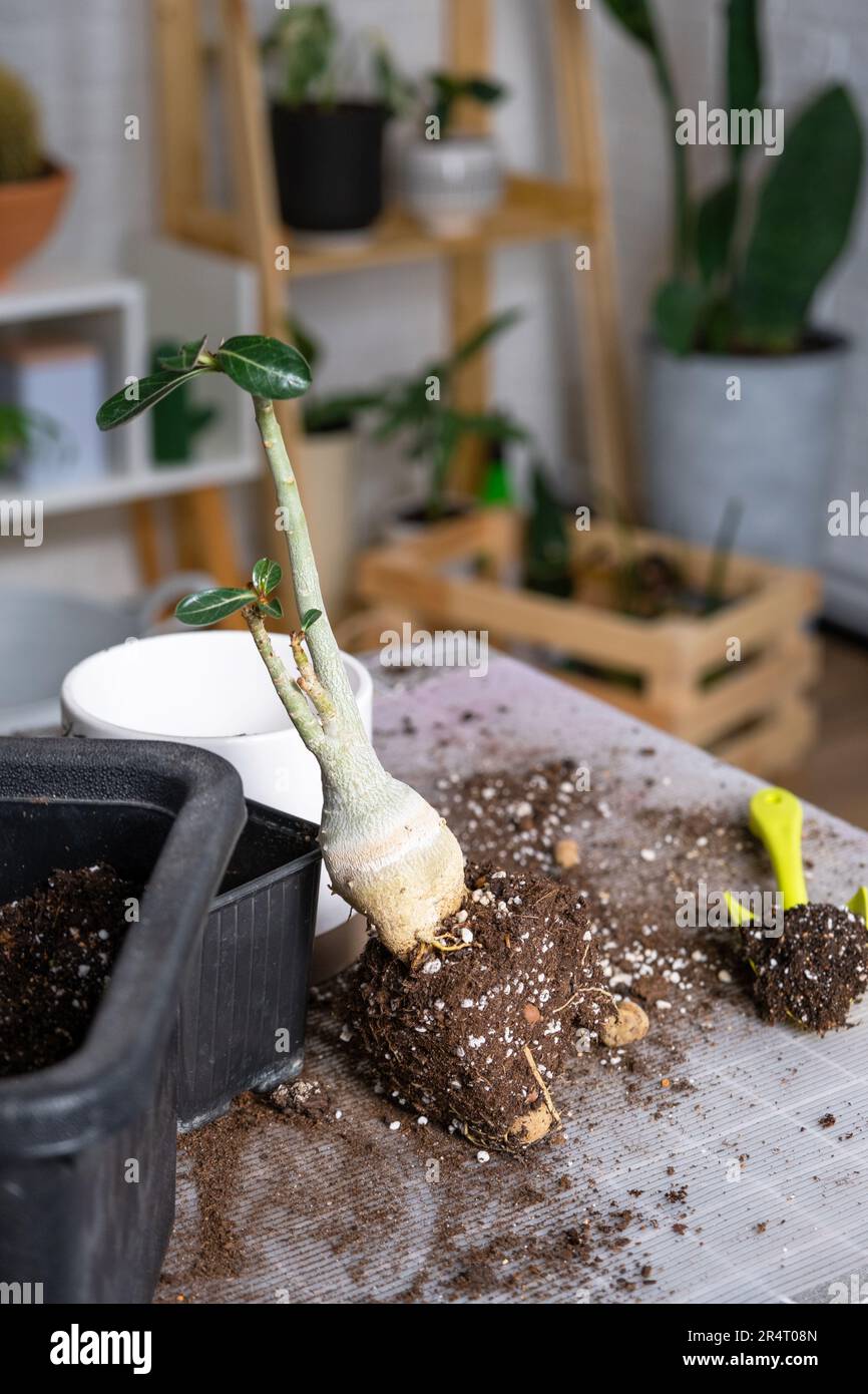 Repotting a home plant succulent adenium into new pot. Caring for a ...