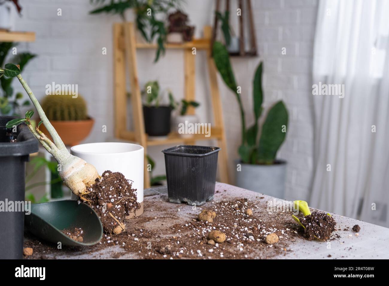 Repotting a home plant succulent adenium into new pot. Caring for a ...