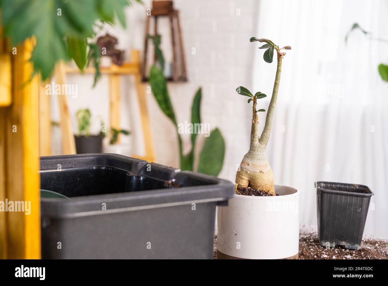 Repotting a home plant succulent adenium into new pot. Caring for a ...