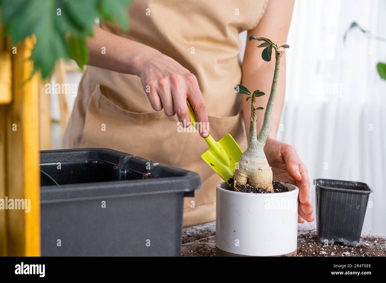 Repotting a home plant succulent adenium into new pot. Caring for a ...