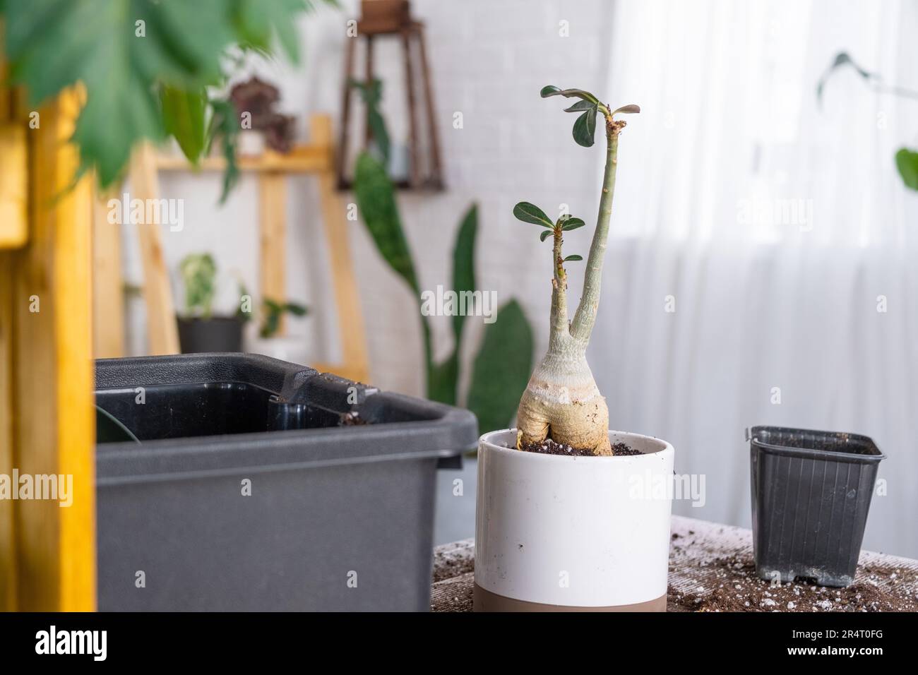 Repotting a home plant succulent adenium into new pot. Caring for a ...