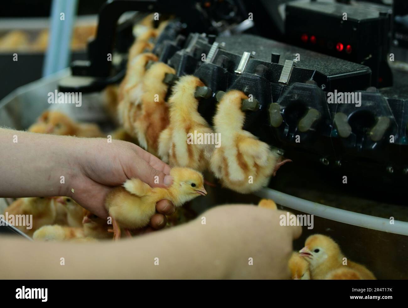 HAI'AN, CHINA - MAY 30, 2023 - A worker breaks a chick's beak with ...