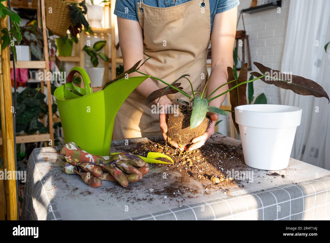 Repotting a home plant Philodendron Santa Leopoldina into new pot in ...