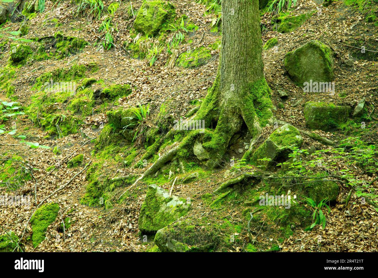 Mossy roots hi-res stock photography and images - Alamy