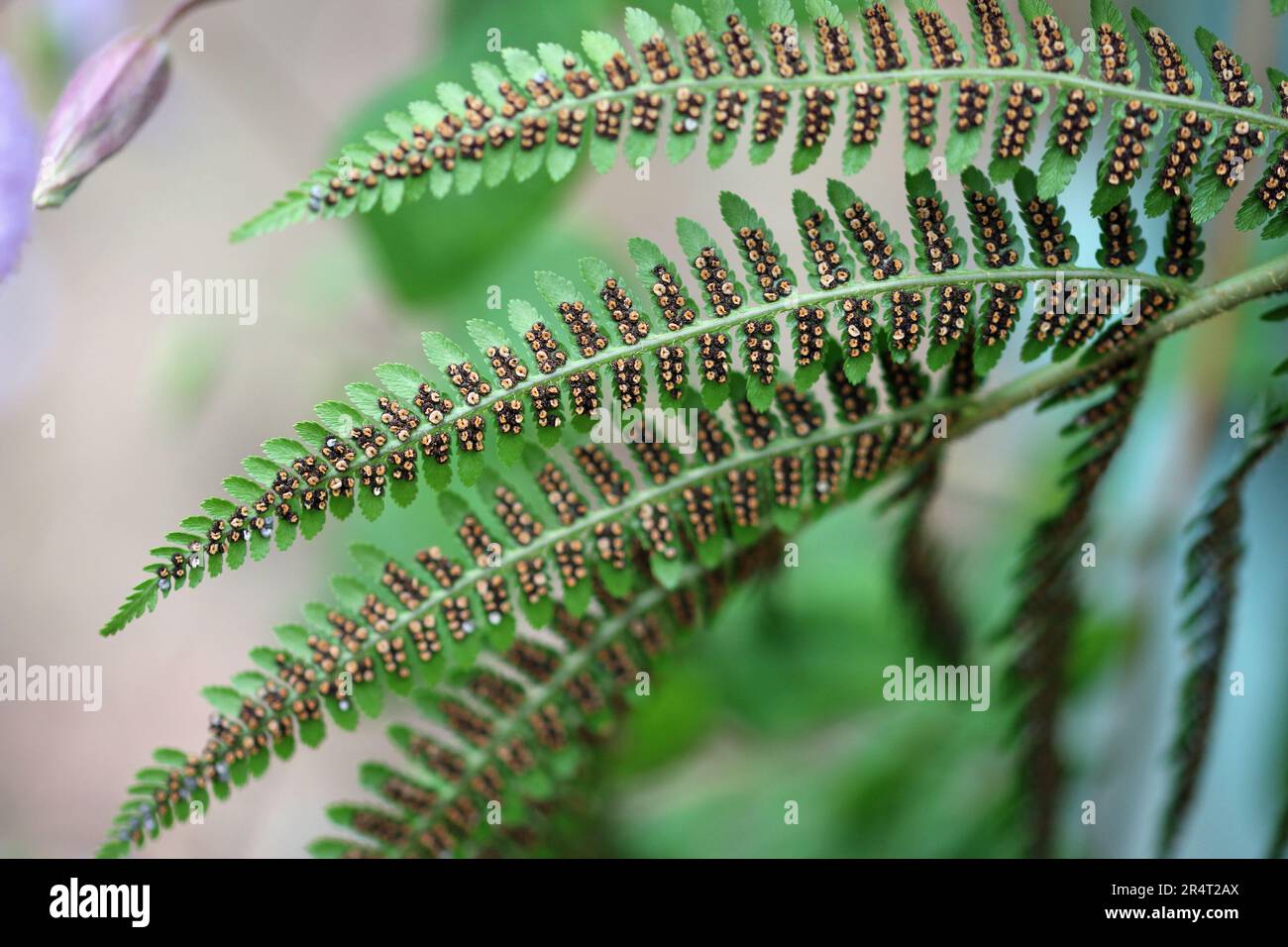 Fern frond underside showing spore producing sori with a blurred ...