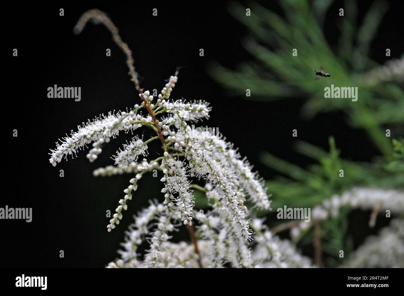 Non Exclusive: VINNYTSIA, UKRAINE - MAY 27, 2023 - White tamarind trees ...