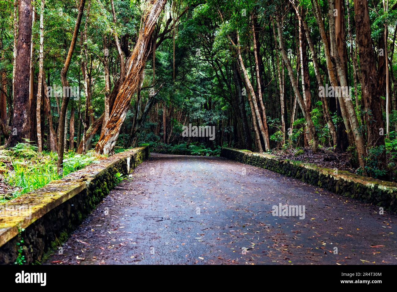 Path through Mata da Serreta Forest Reserve in Terceira Island, Azores ...