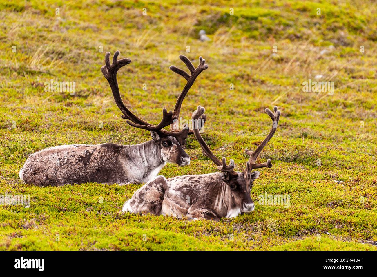 Wild reindeer running tundra hi-res stock photography and images - Alamy