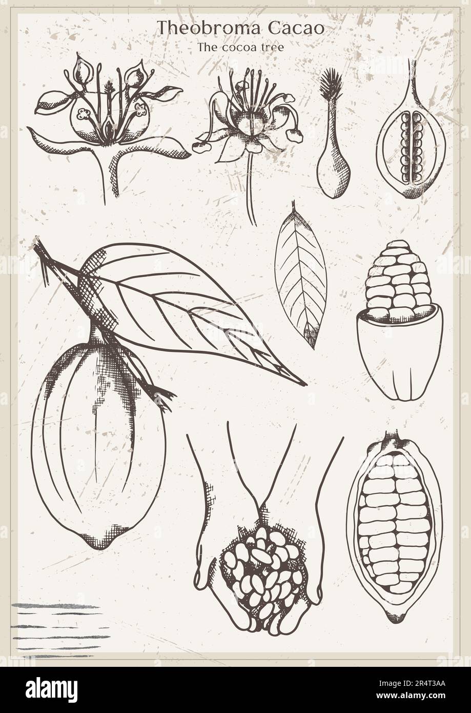 Graphic vintage life cycle poster with cacao pod and leaves. Old style ...