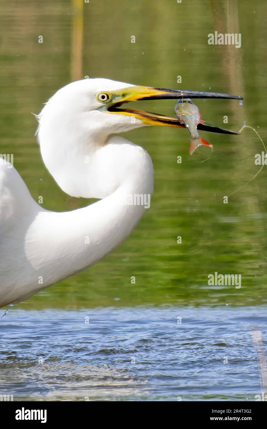 Rudd reserve hi-res stock photography and images - Alamy
